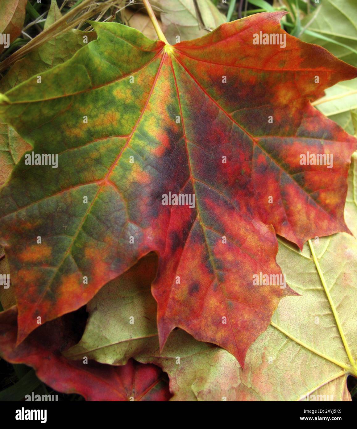 Beautiful colorfully discolored leaves on a deciduous tree hi-res stock ...