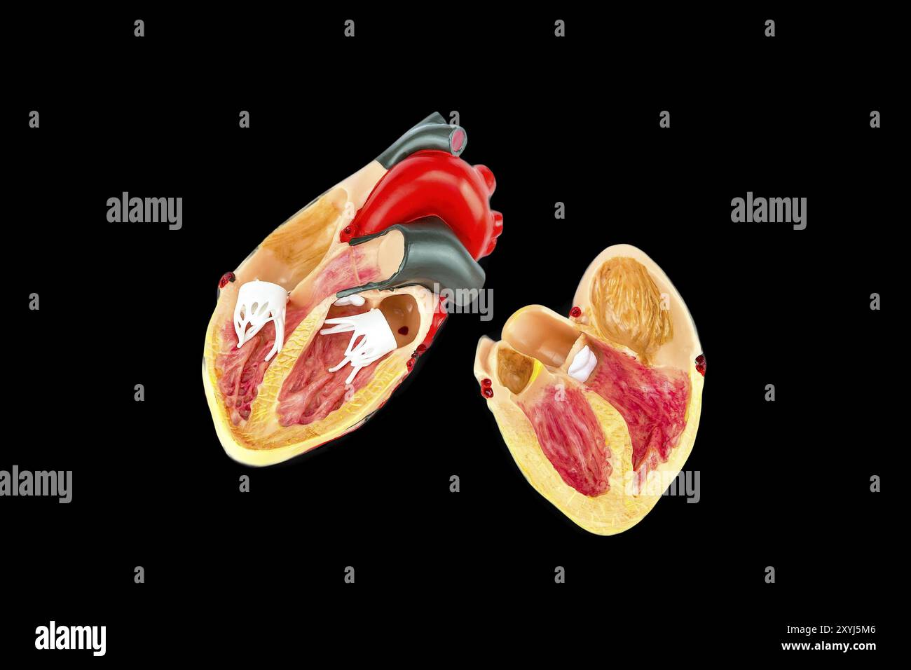 Human hearts anatomy hi-res stock photography and images - Alamy