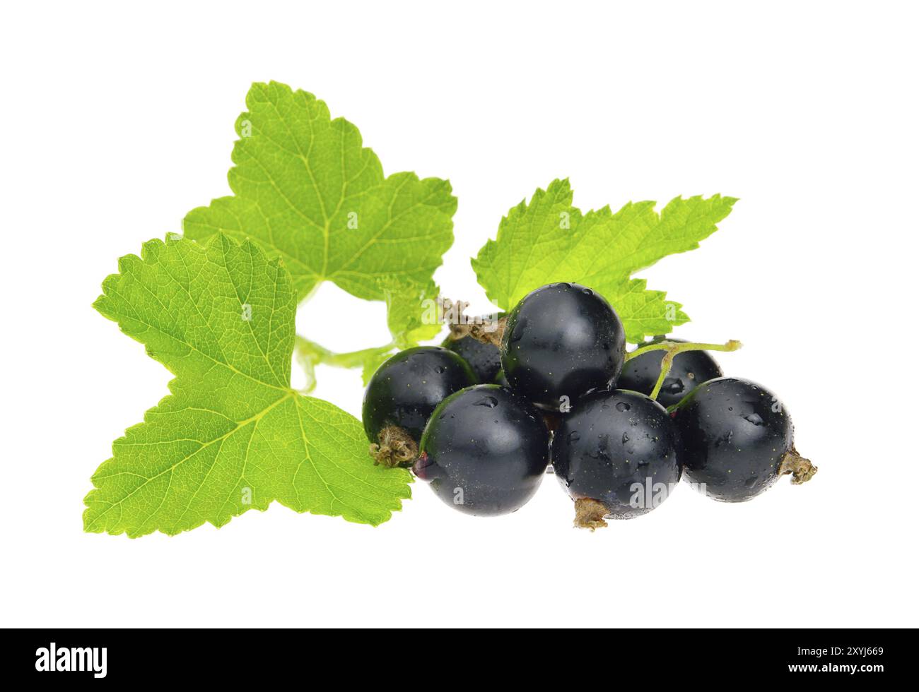 Black grapes in plate Cut Out Stock Images & Pictures - Alamy
