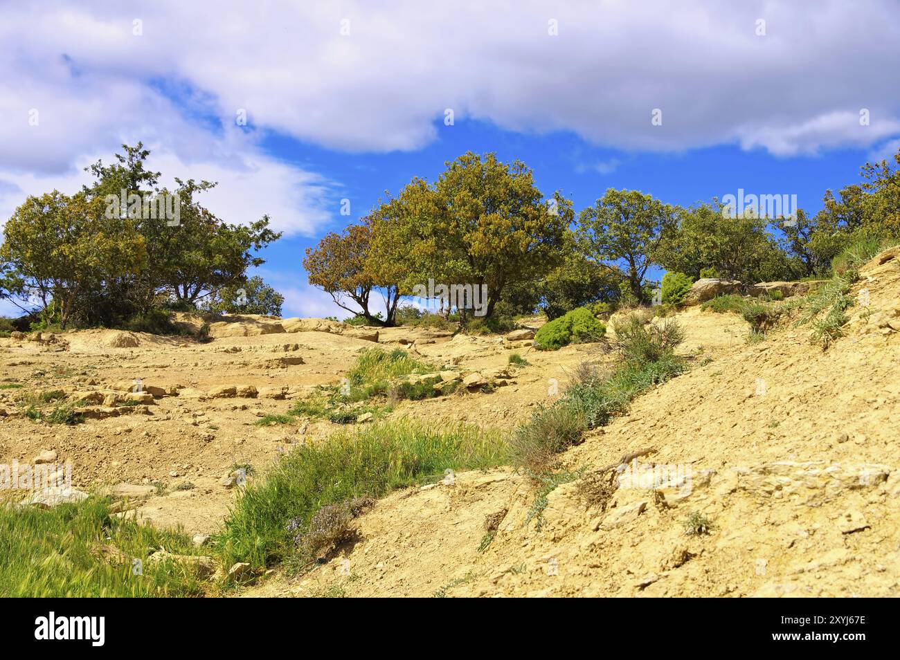 Holm oak trees in Spain, typical landscape Stock Photo - Alamy