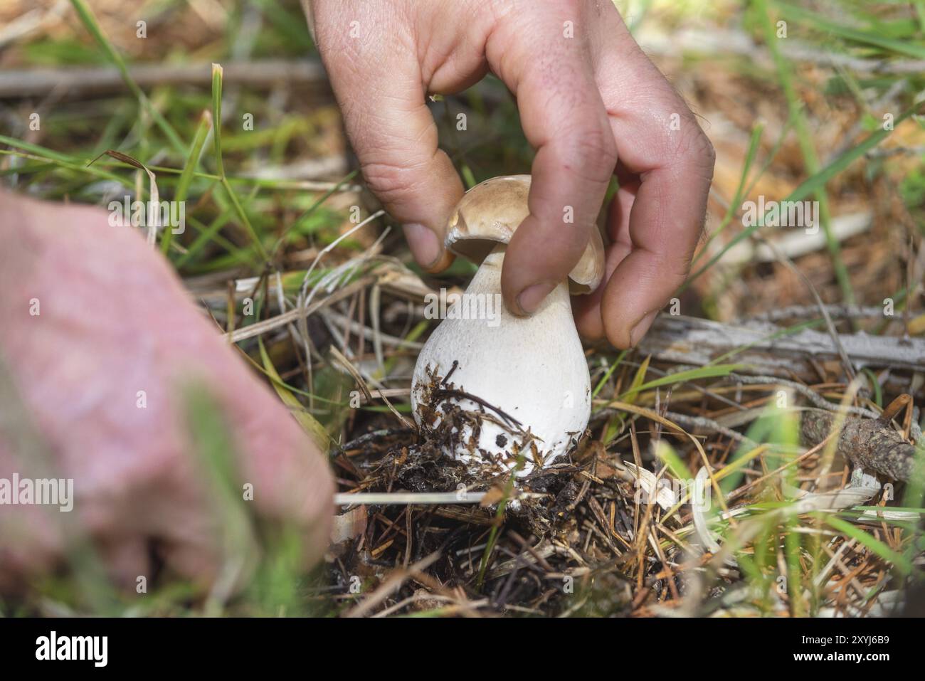 Hand is ripping off a Mushroom boletus. Mushroom collecting Season ...