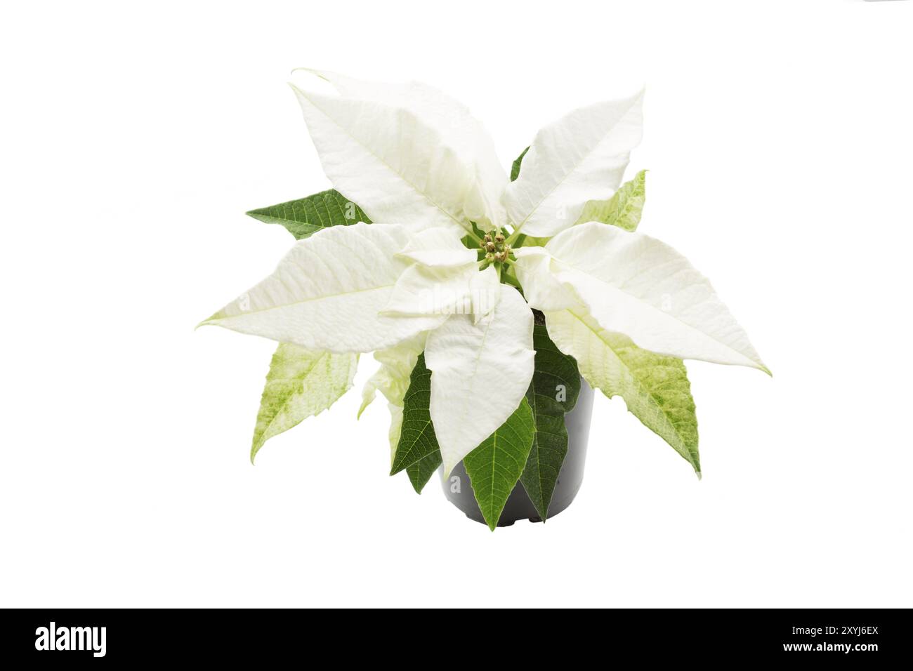 White poinsettia on a white background Stock Photo - Alamy