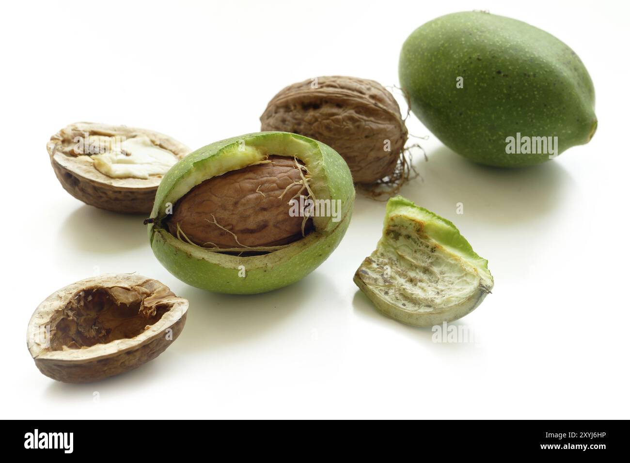 Walnuts, fresh and green from the tree, some are open, isolated on ...