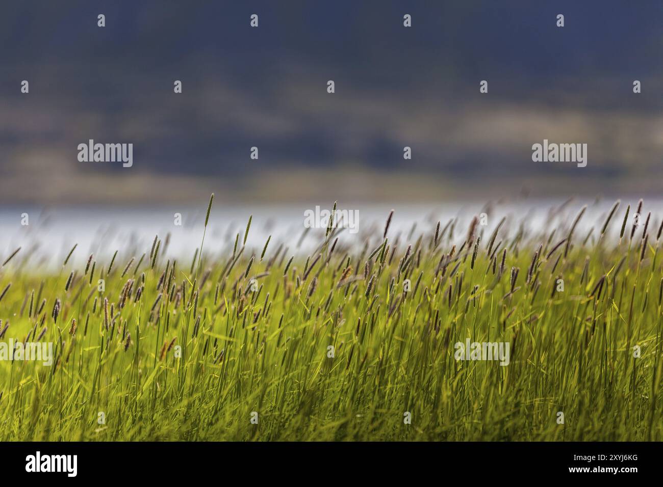 Green long grasses on hi-res stock photography and images - Alamy