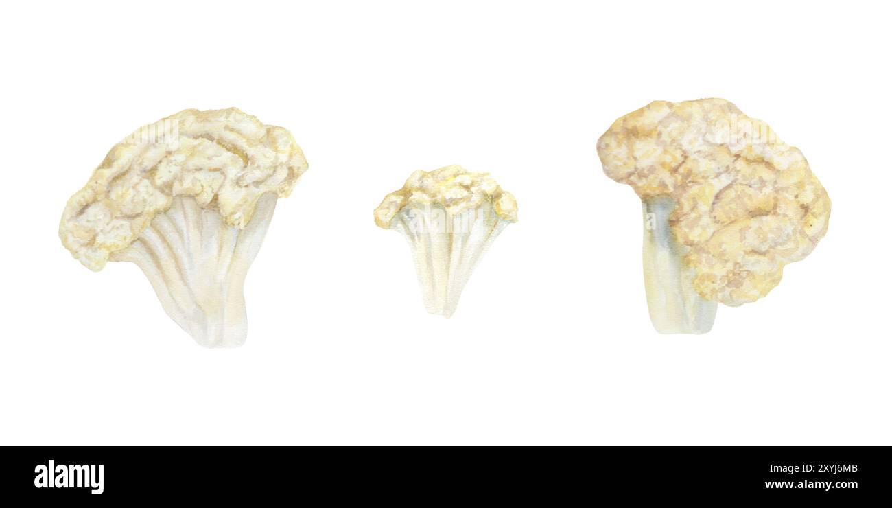 Cauliflower florets vegetable watercolor illustration. Fresh chopped ...