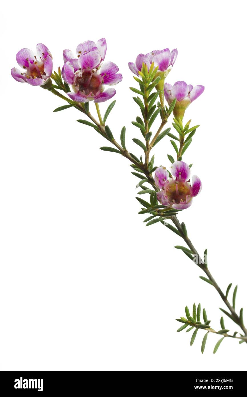 Chamelaucium hi-res stock photography and images - Alamy