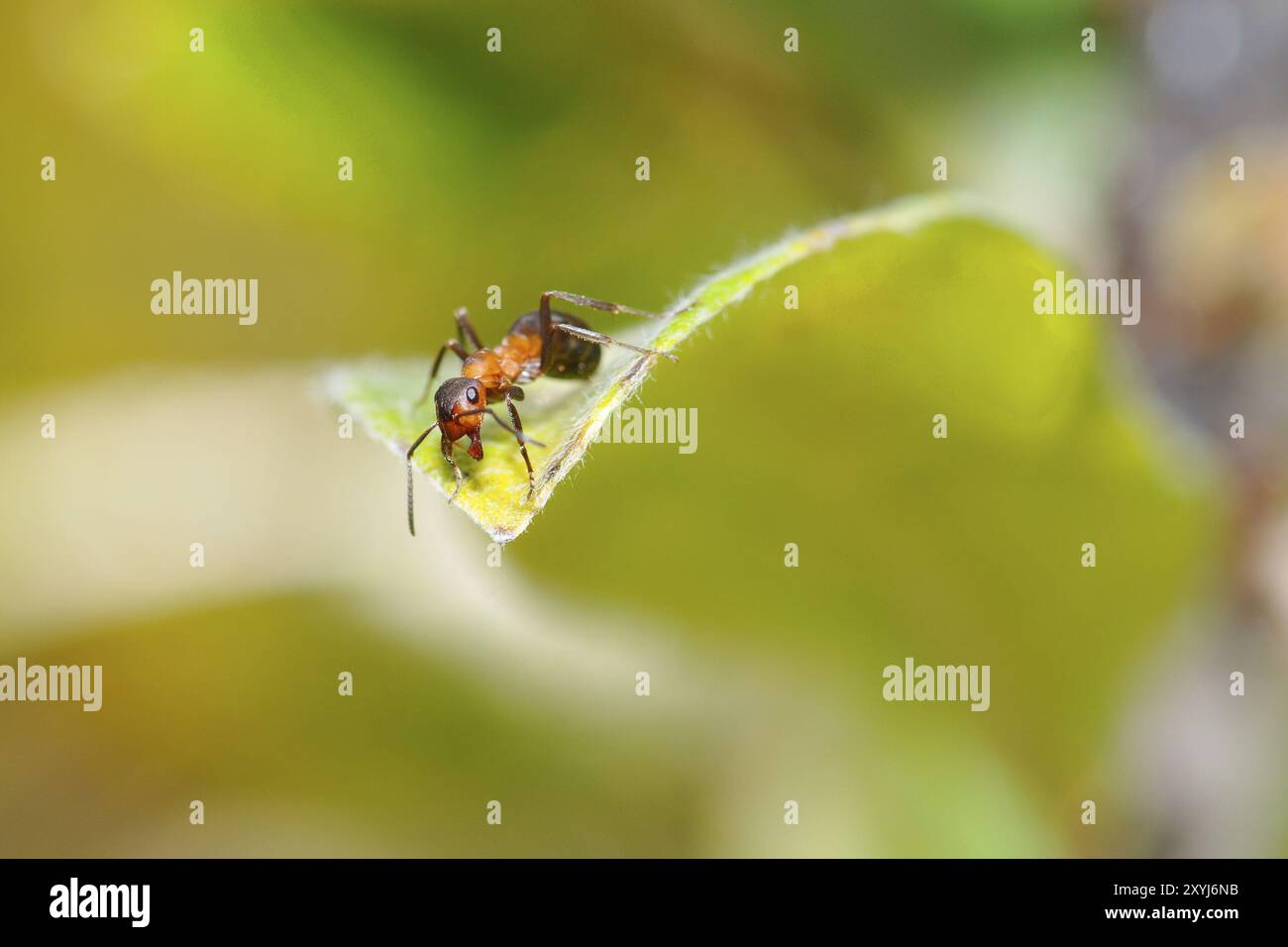 Formica rufa mound hi-res stock photography and images - Alamy