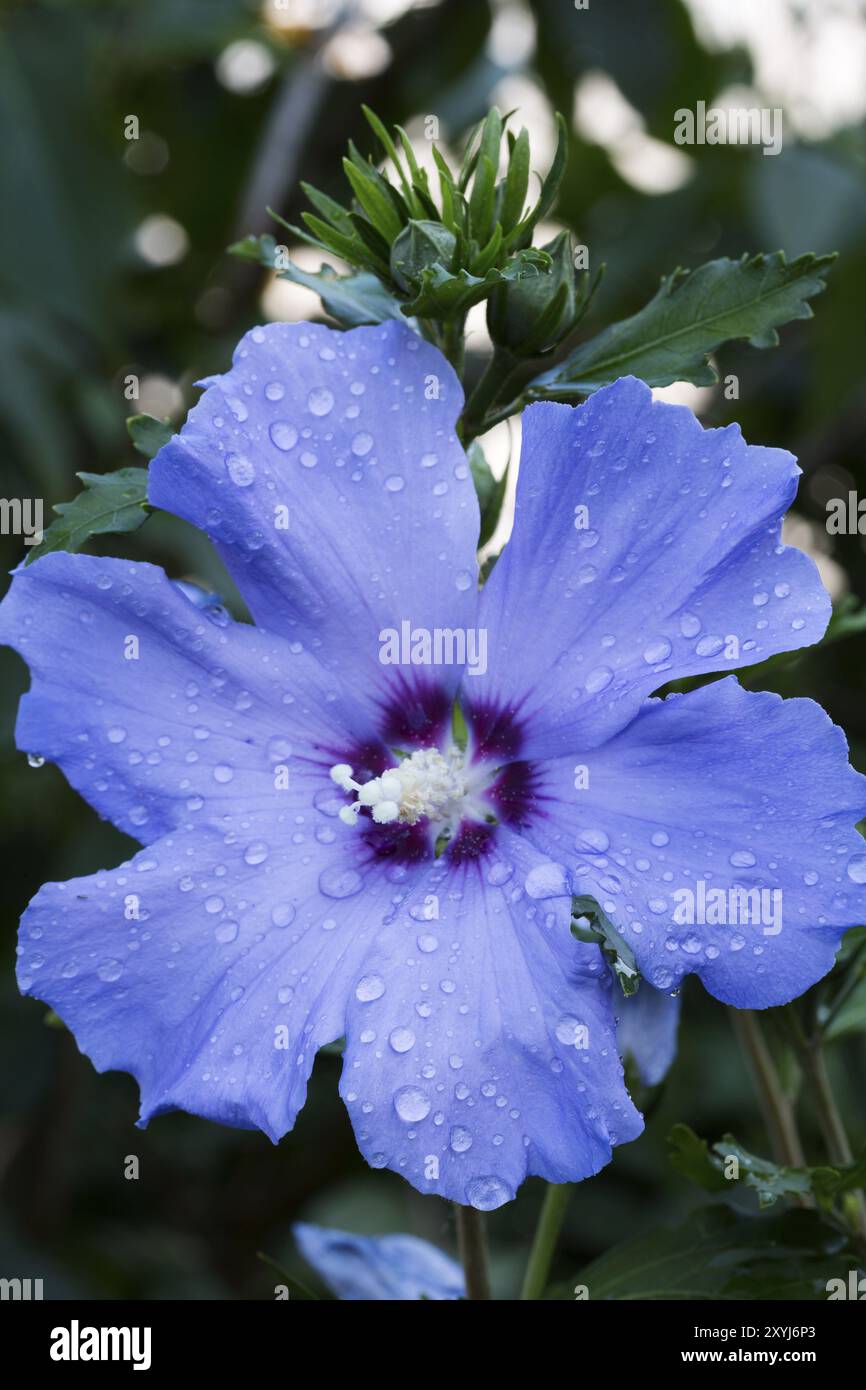 Blue hibiscus flower with water droplets Stock Photo - Alamy