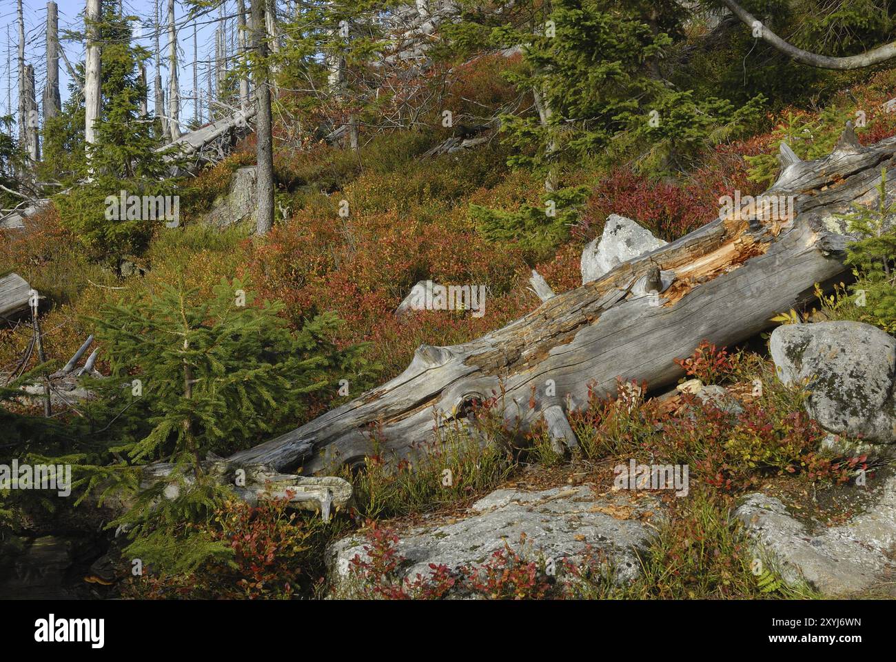 Deadwood peak hi-res stock photography and images - Alamy