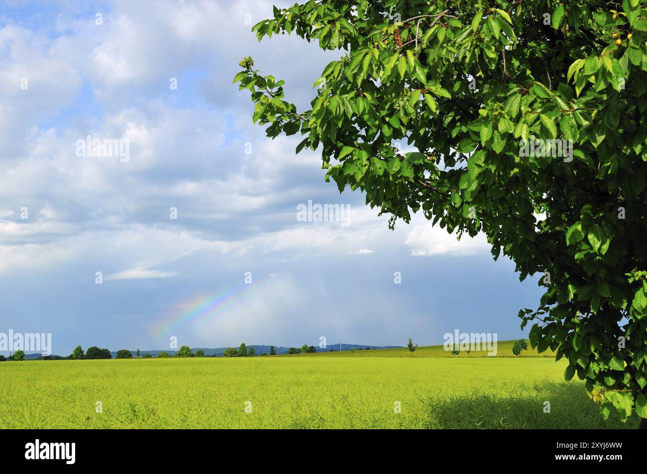 Rainbow colours fruit hi-res stock photography and images - Alamy