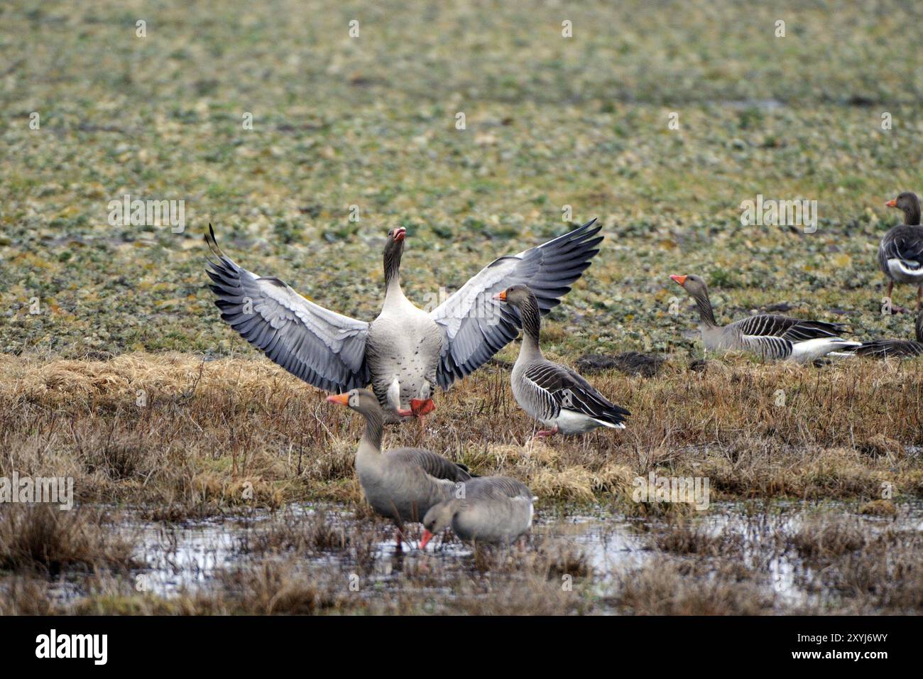 Mating gesture hi-res stock photography and images - Alamy