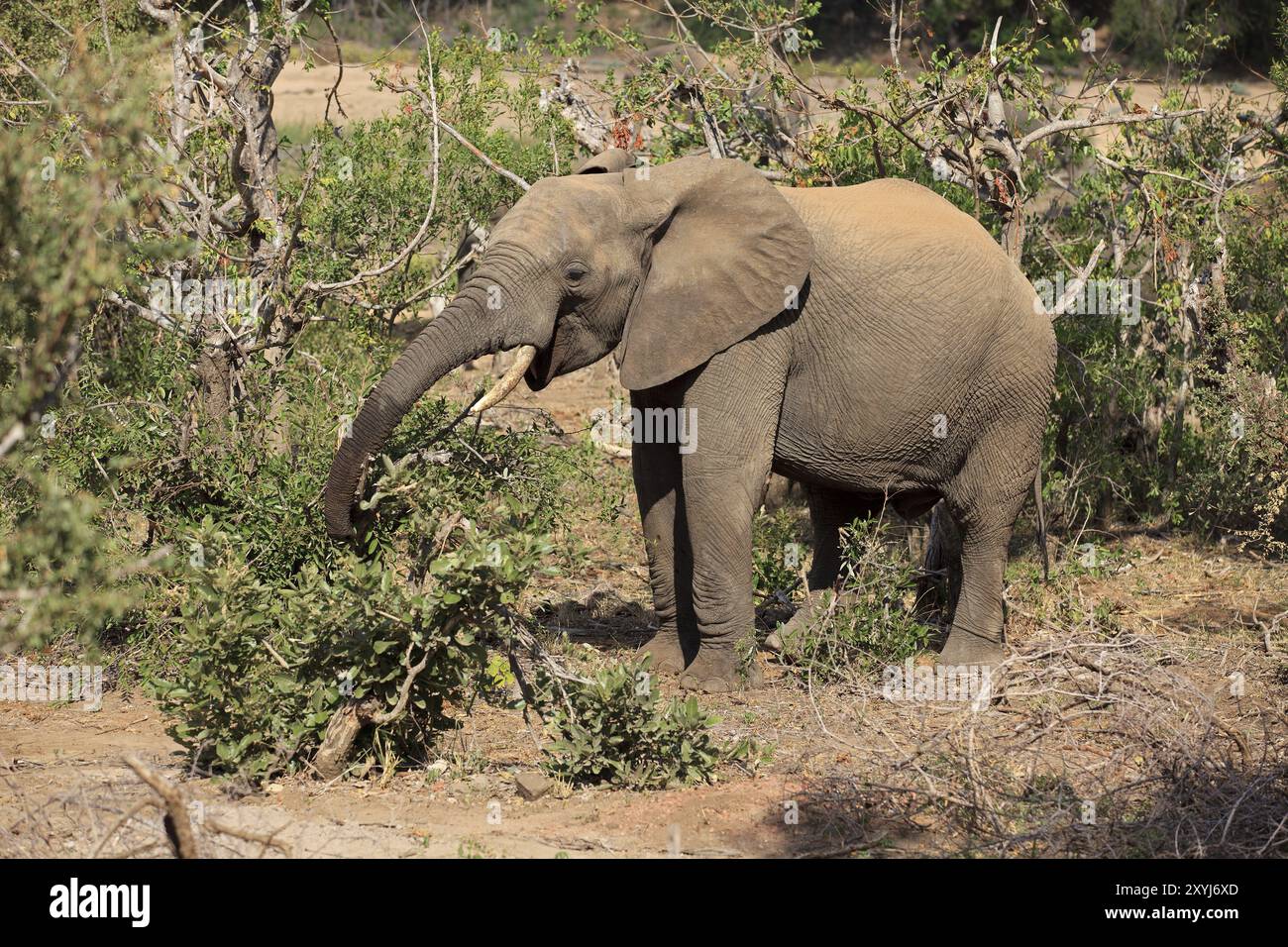 Elephant in search of food Stock Photo - Alamy