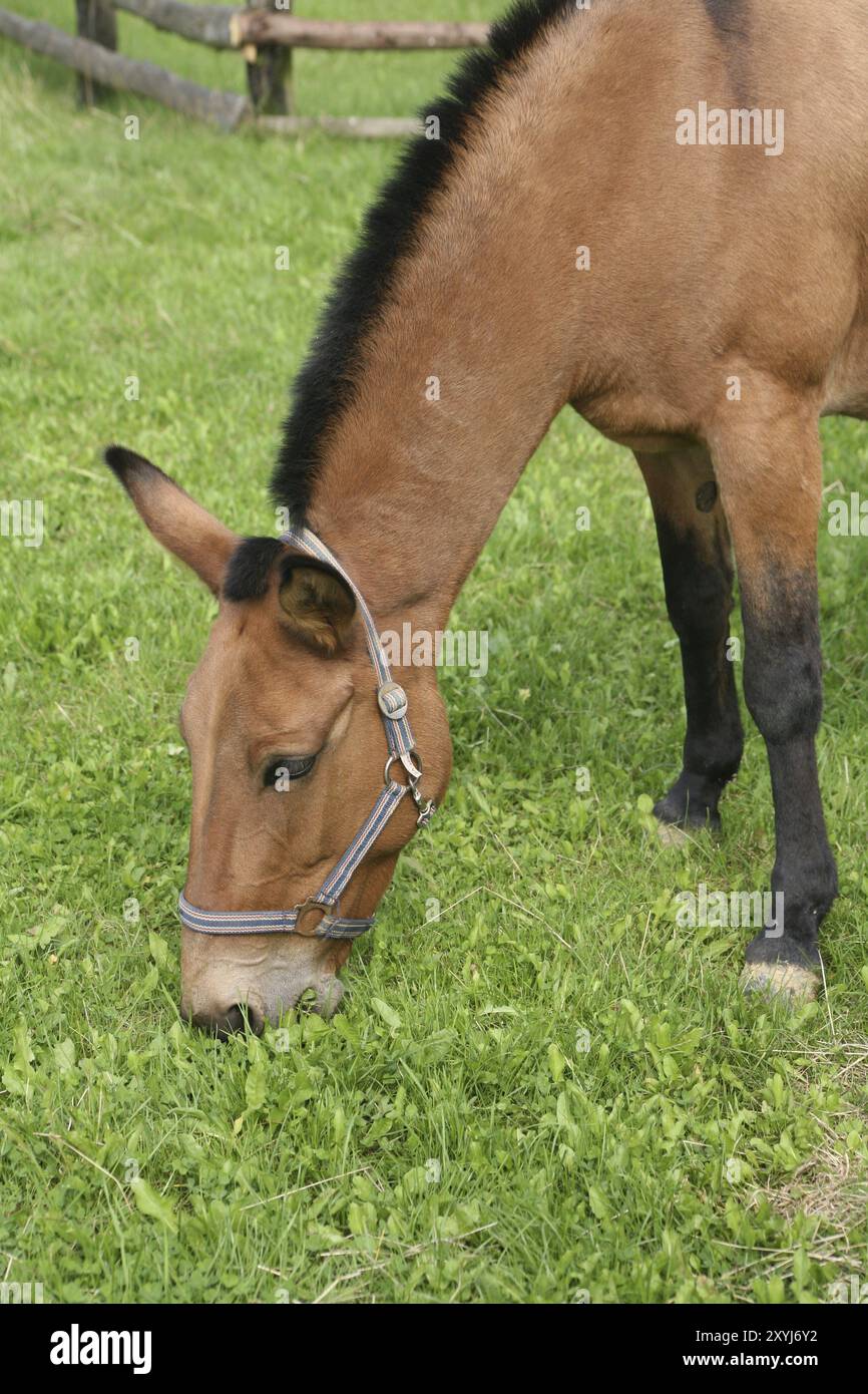 People mules mule domestic hi-res stock photography and images - Alamy