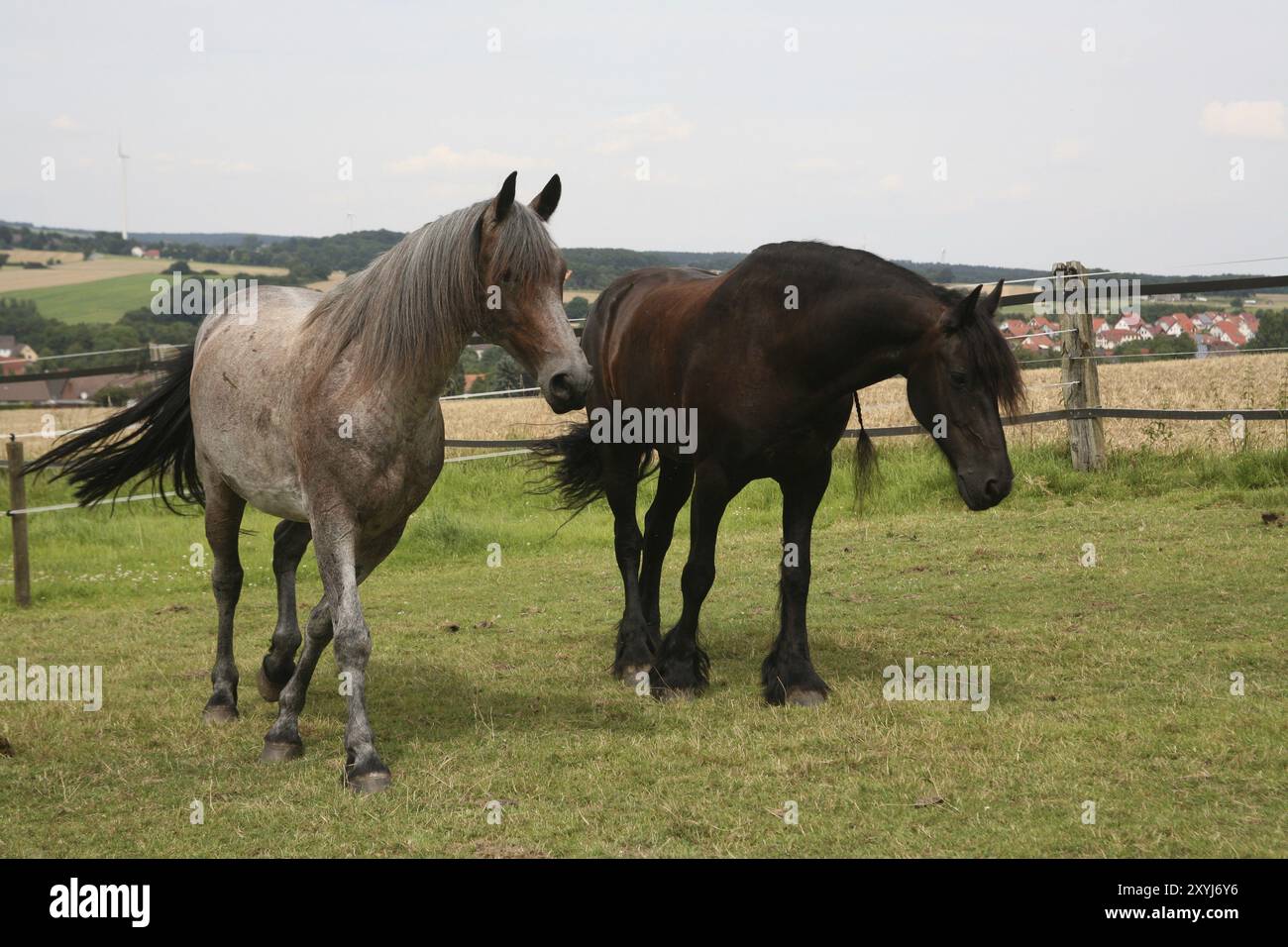 Arabian mix and Friesian Stock Photo - Alamy