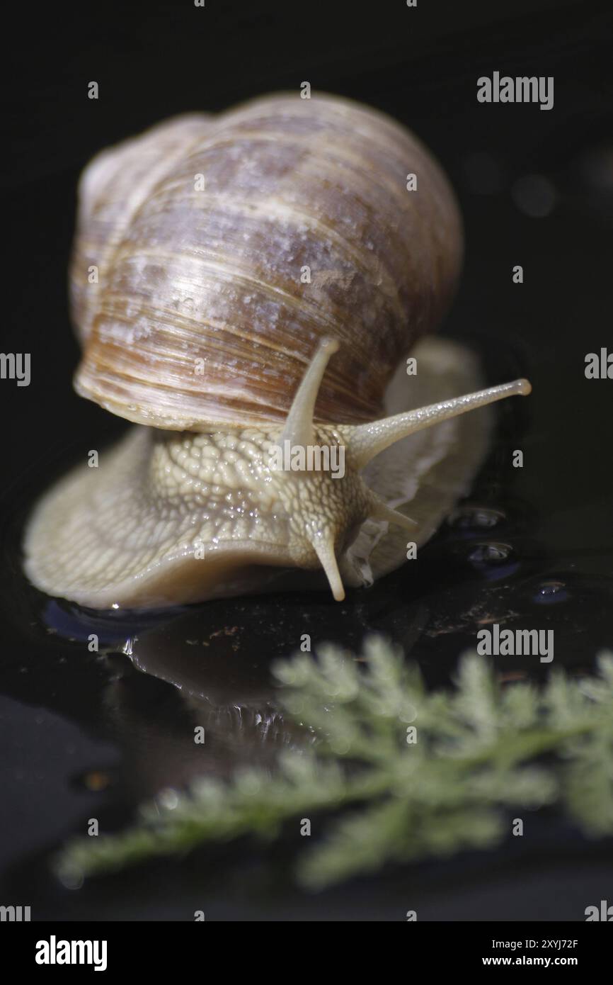 Spiral shaped snails hi-res stock photography and images - Alamy