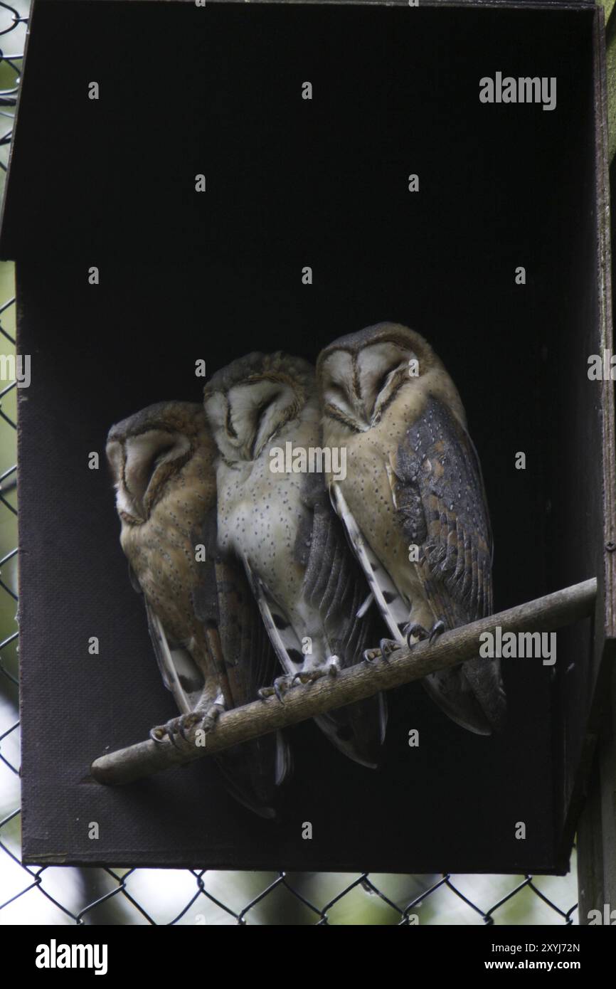 White barn owls hi-res stock photography and images - Alamy