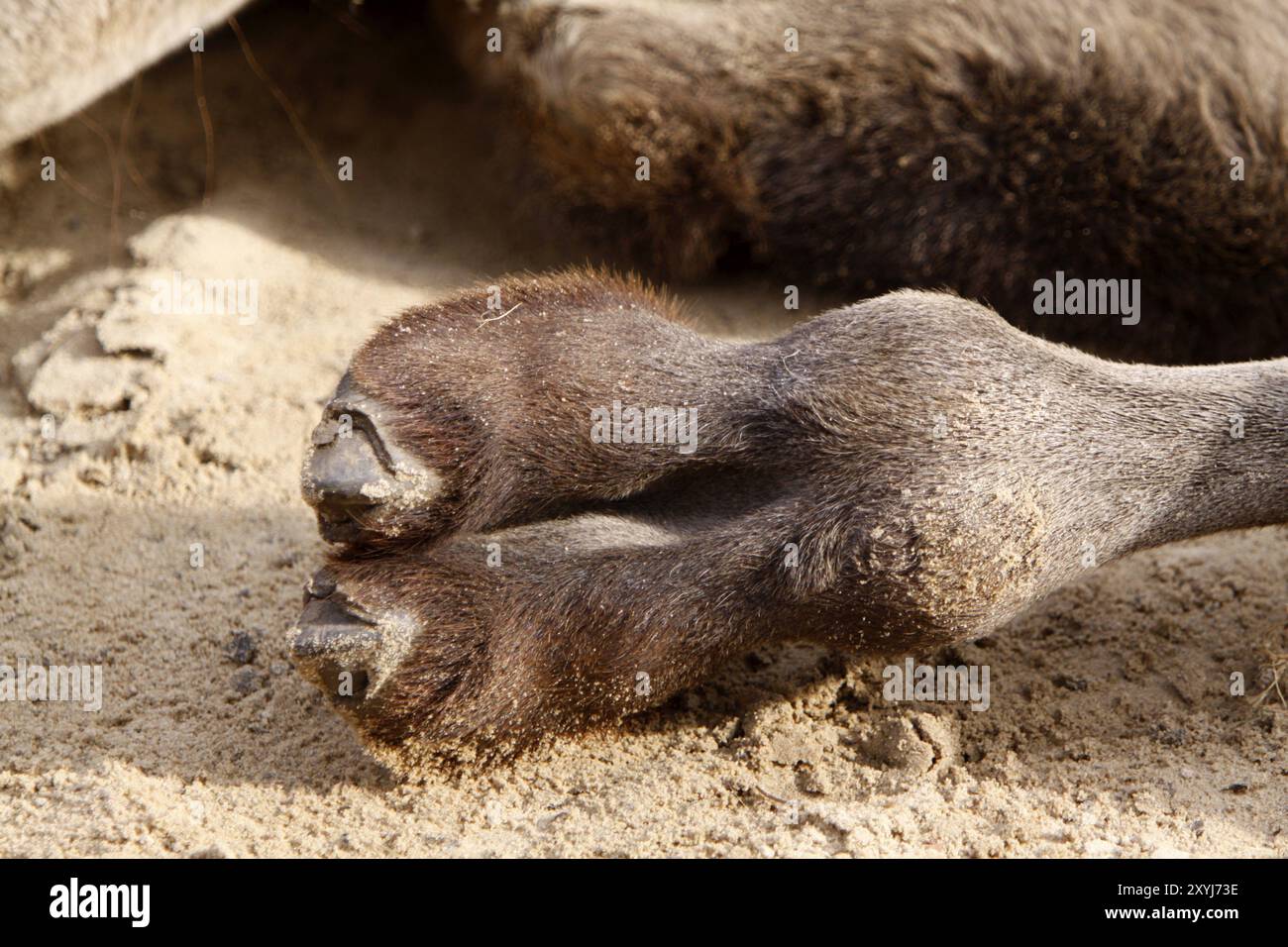 Bactrian camel foot Stock Photo - Alamy