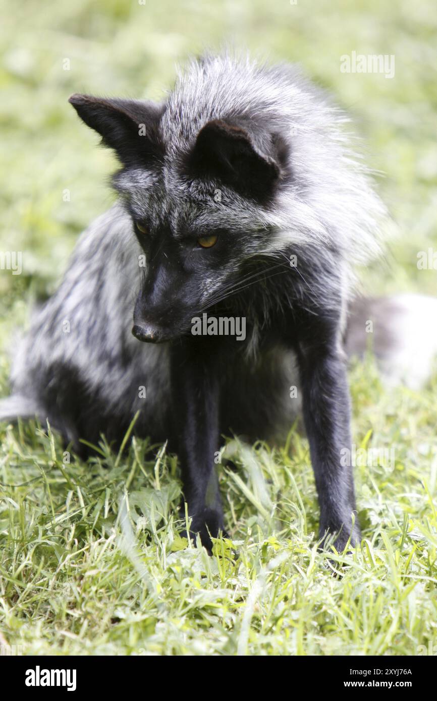 Red fox variant hi-res stock photography and images - Alamy