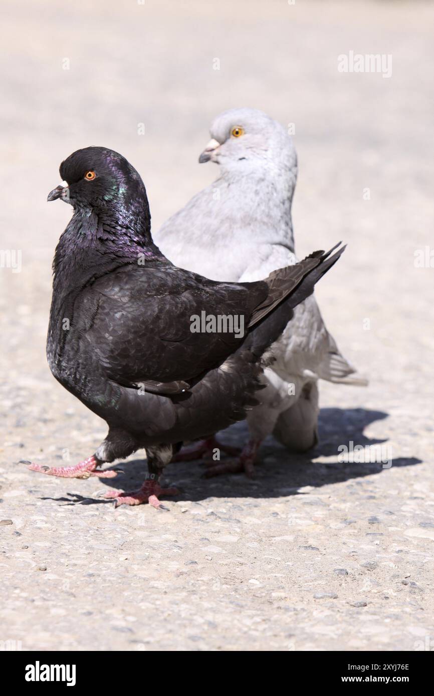 Modena pigeons hi-res stock photography and images - Alamy