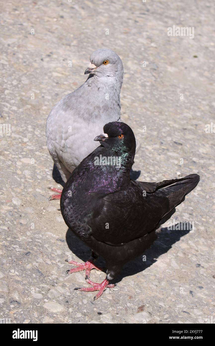 Modena pigeons hi-res stock photography and images - Alamy