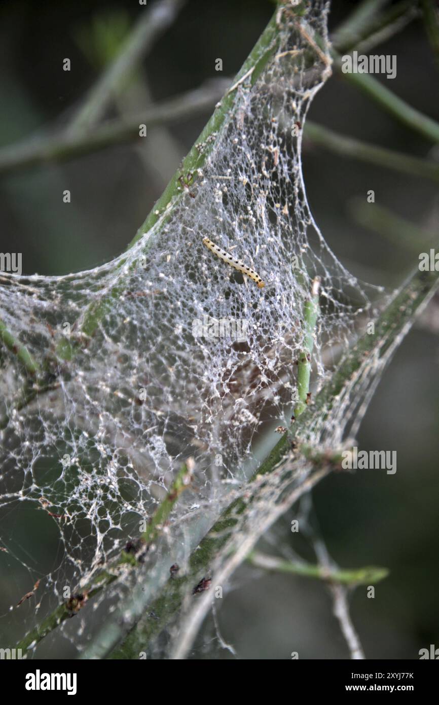 Web of web moths Stock Photo - Alamy