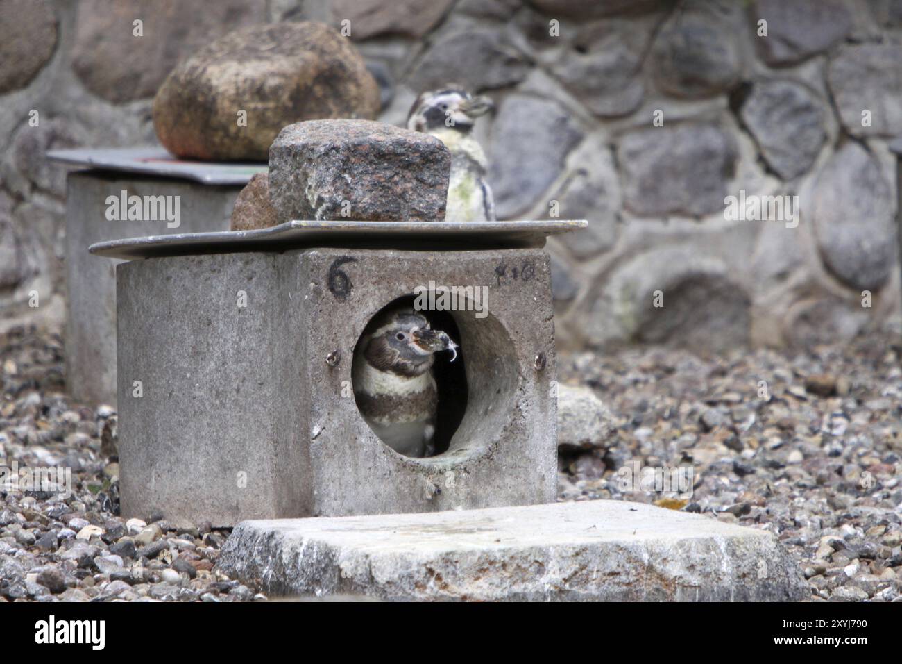 Breeding den hi-res stock photography and images - Alamy