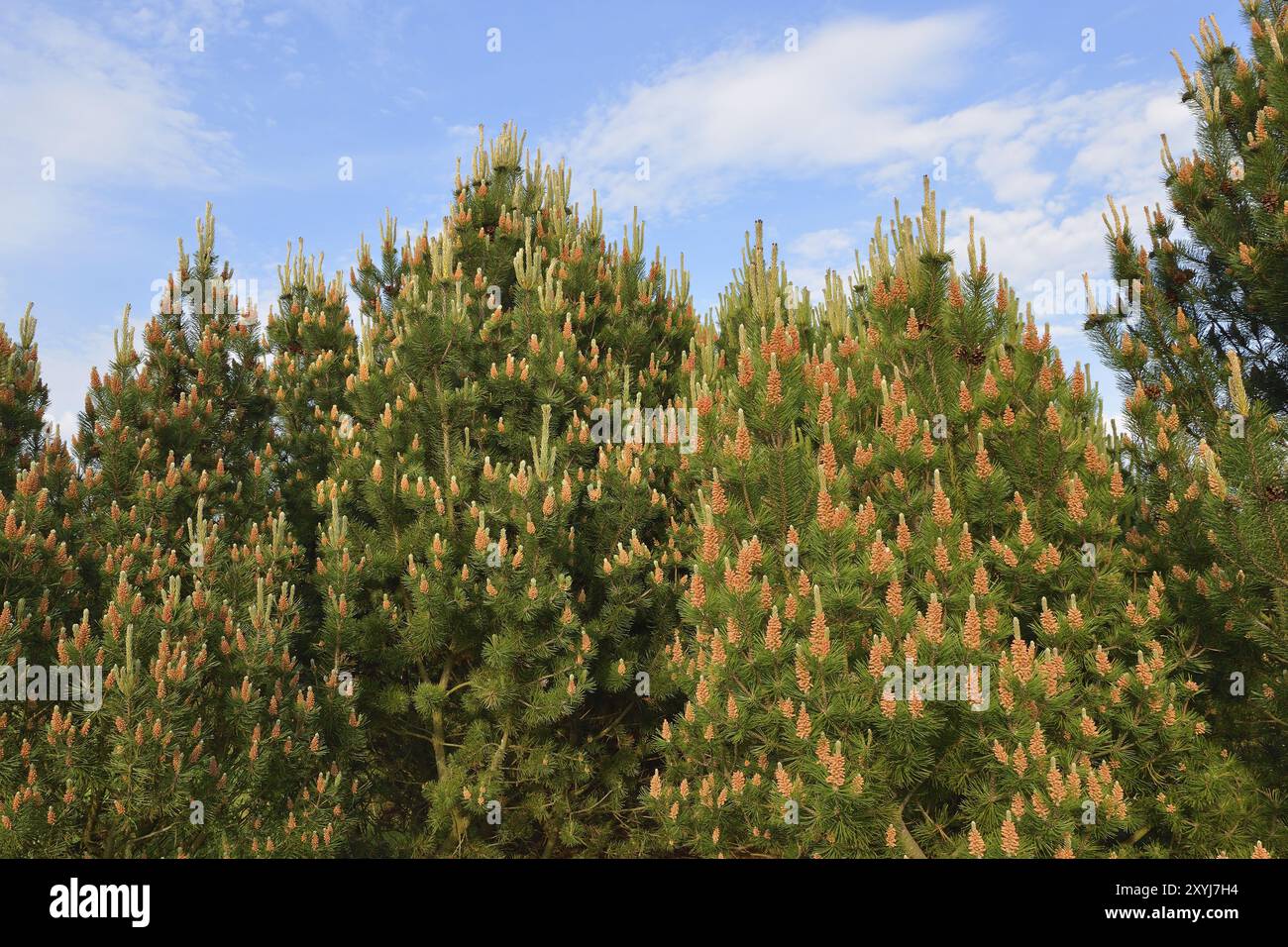 Pines pinus silvestris hi-res stock photography and images - Alamy