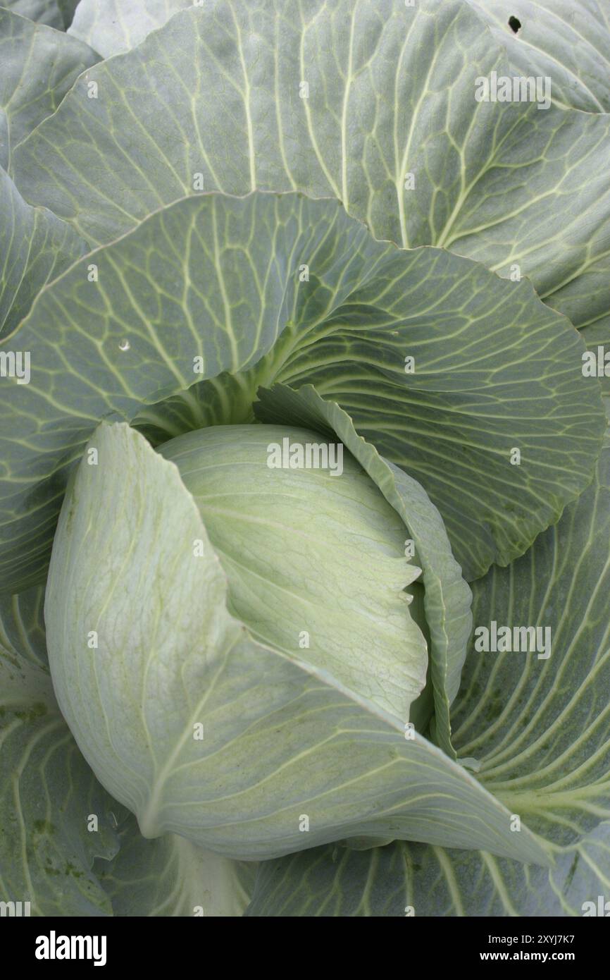 White cabbage 5 Stock Photo - Alamy