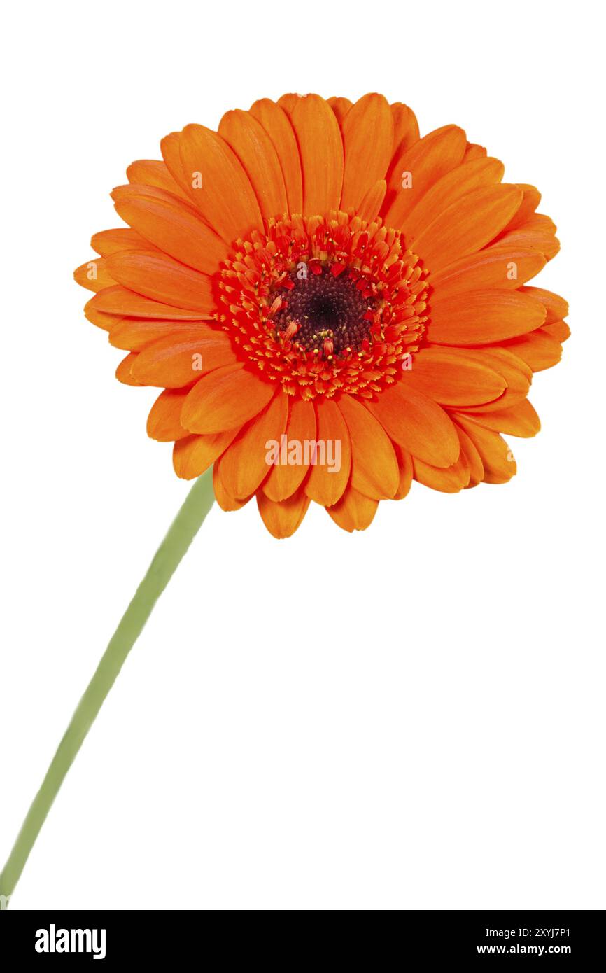 Orange-coloured gerbera, close-up Stock Photo - Alamy