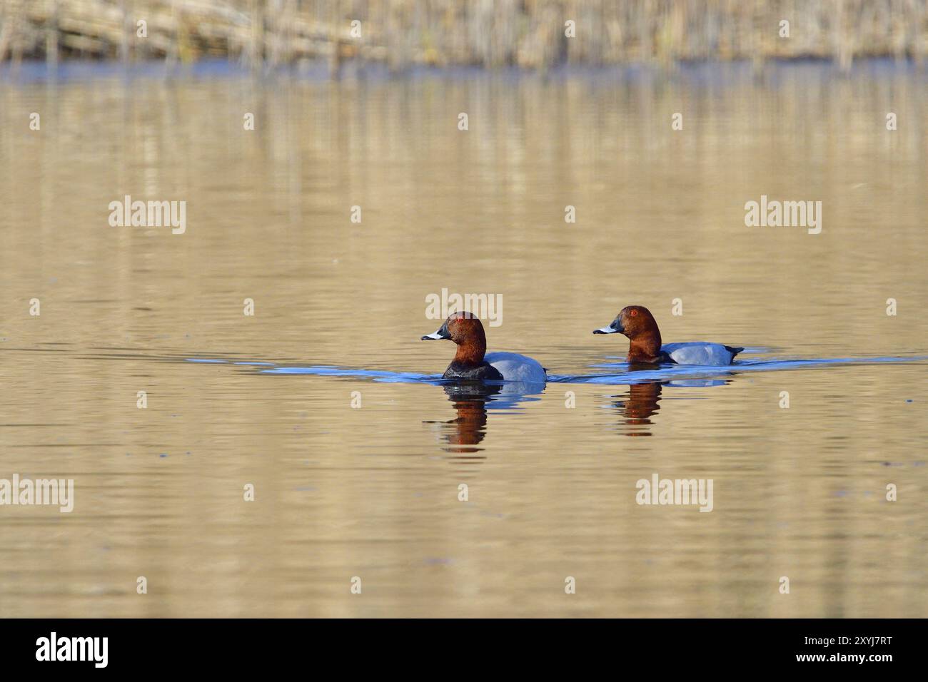 Common pochards swimming in hi-res stock photography and images - Alamy
