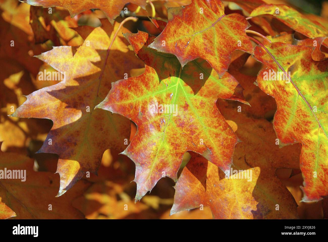 Oak leaf cluster 09 Stock Photo - Alamy