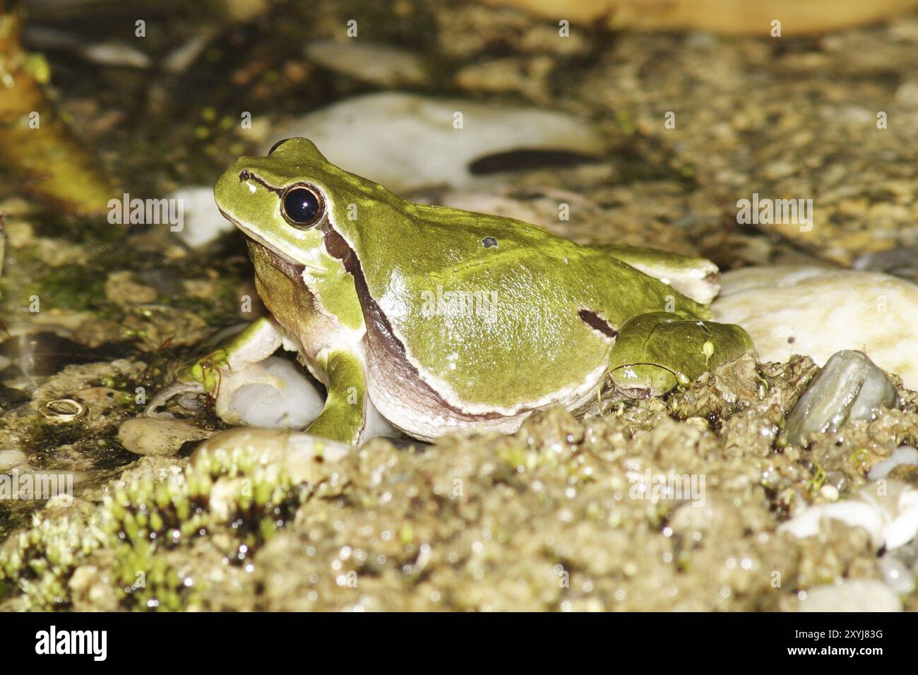 European tree frog, Hyla arborea, European tree frog Stock Photo - Alamy