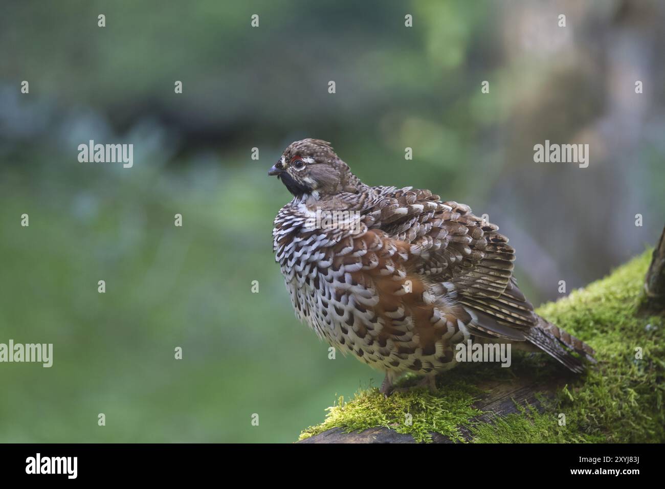 Hazel grouse, male, Tetrastes bonasia, Syn. Bonasa bonasia, hazel ...