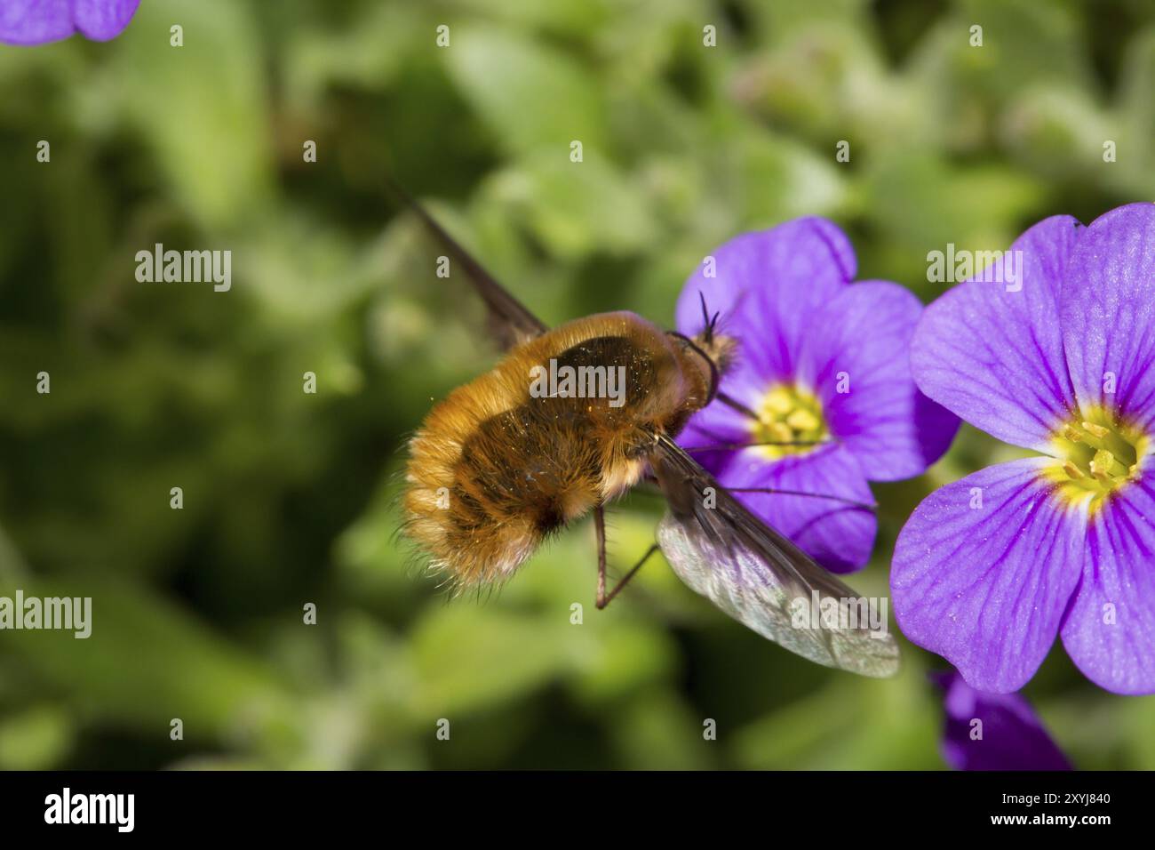 Large bee fly, Bombylius major, bee fly Stock Photo - Alamy