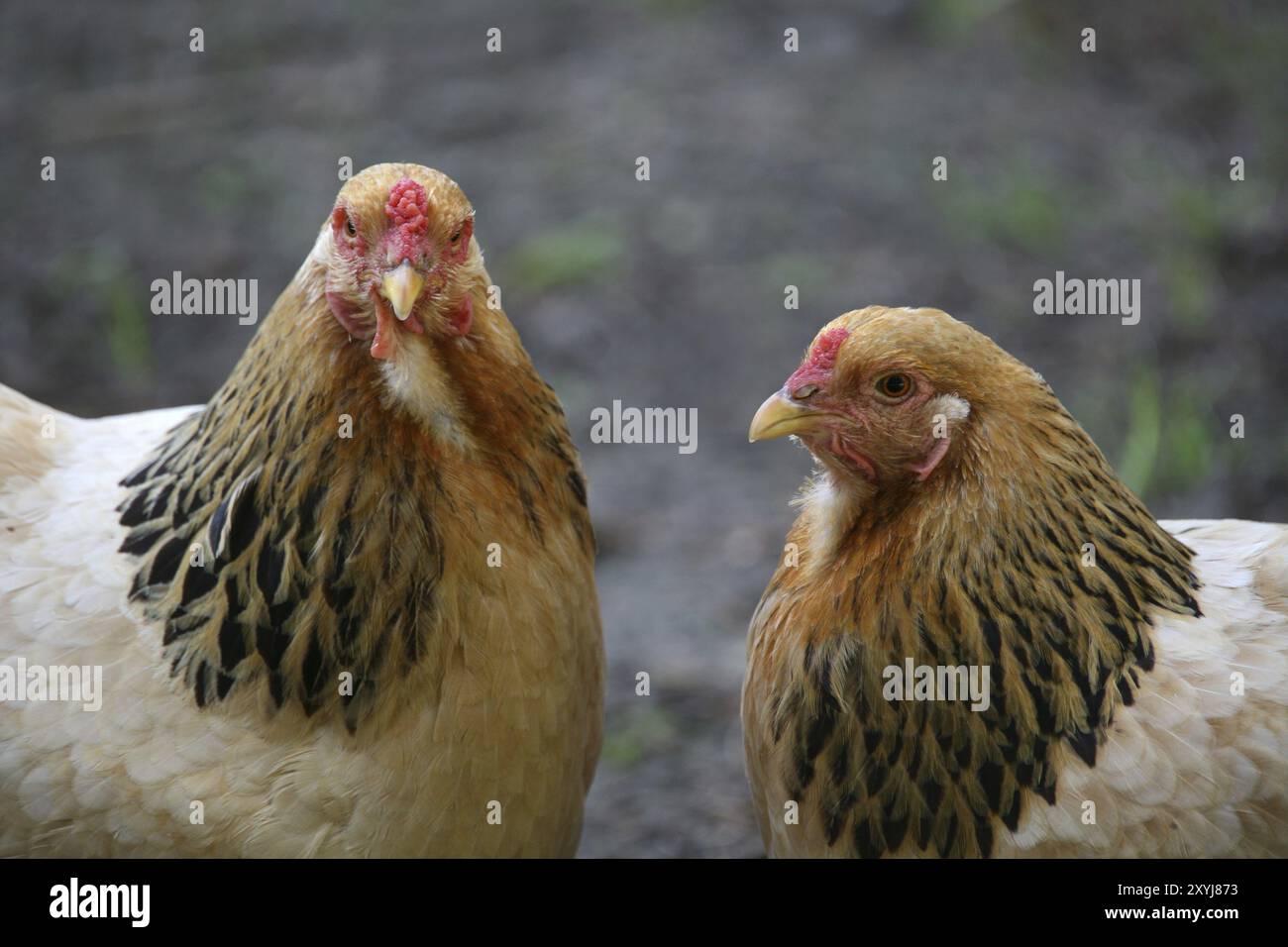 Two hens on a farm Stock Photo - Alamy