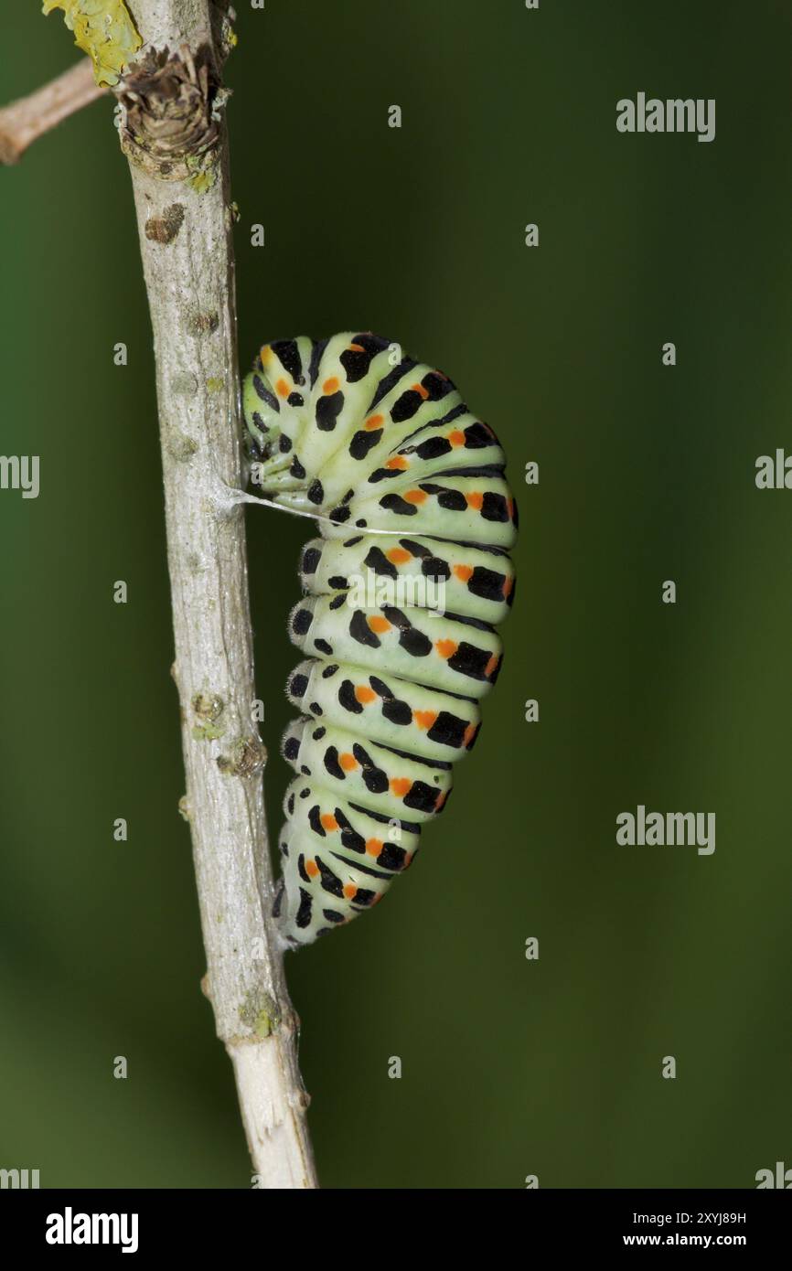 Swallowtail, Caterpillar, Papilio machaon, Common Yellow Swallowtail, Caterpillar Stock Photo ...