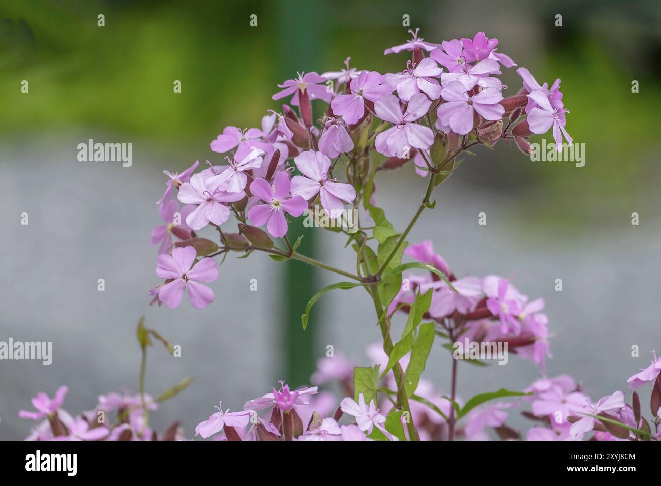Saponaria officinalis bloom hi-res stock photography and images - Alamy