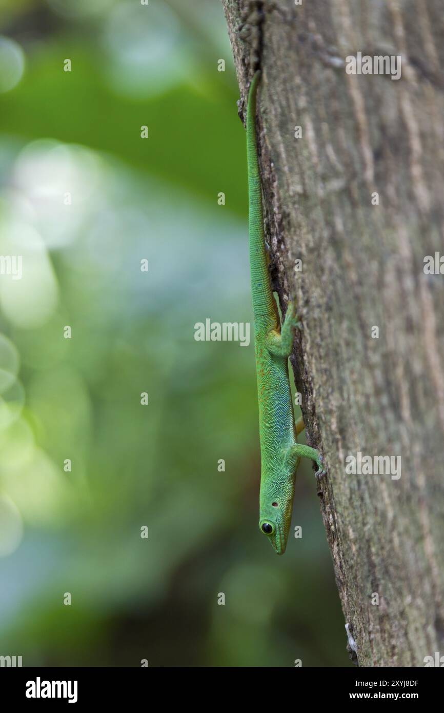 Seychelles giant day gecko, Phelsuma sundbergi, Seychelles Giant Day ...