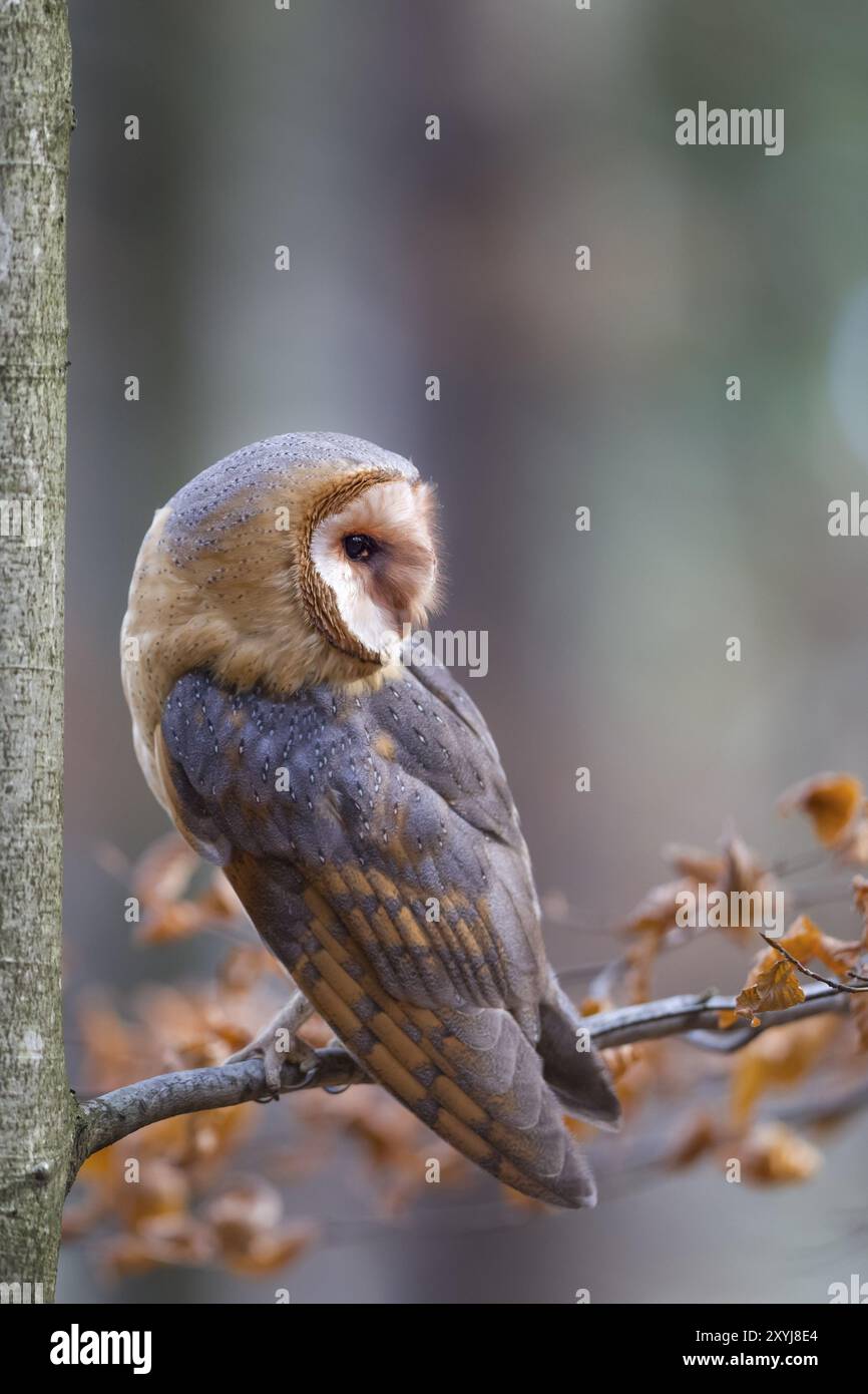 Barn Owl, Tyto alba, Common Barn Owl Stock Photo - Alamy