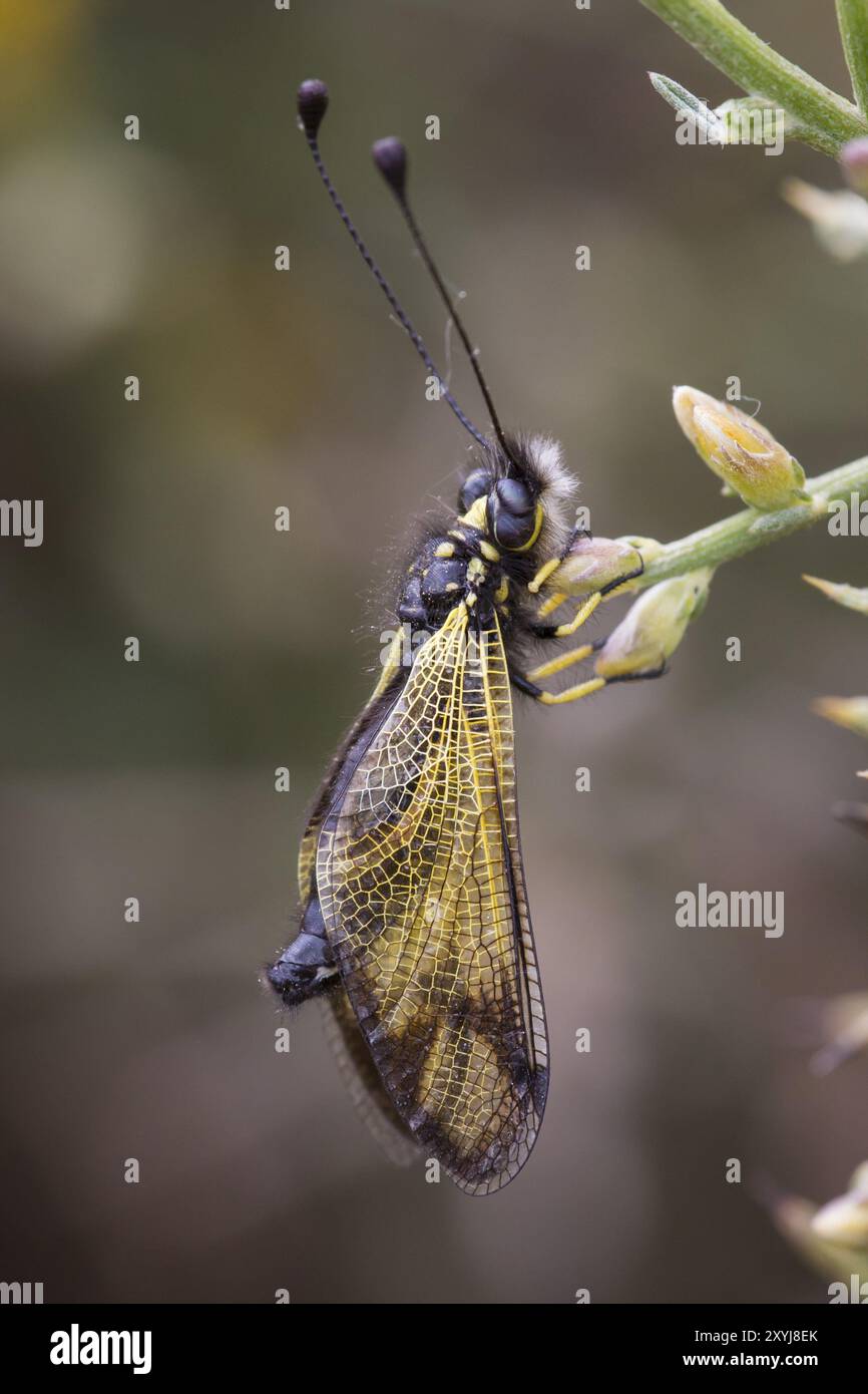 Schmetterlingshaft, Libelloides rhomboides ssp. cretensis, Owlfly Stock ...