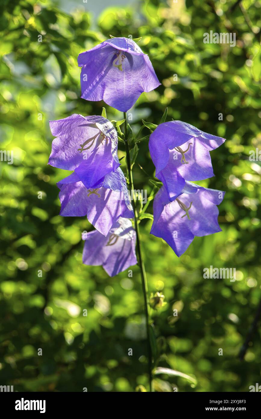 Tussock bellflower (Campanula carpatica) against the light, Bavaria ...
