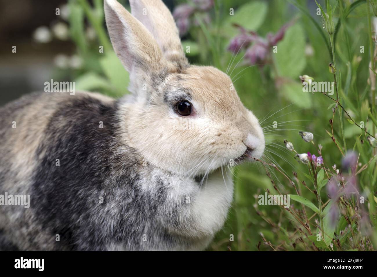 Rabbit (Oryctolagus cuniculus domestica), portrait, eating, garden ...