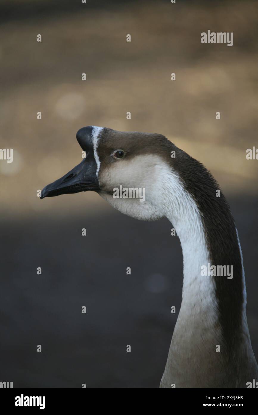 Domestic goose anser anser f domestica hi-res stock photography and ...