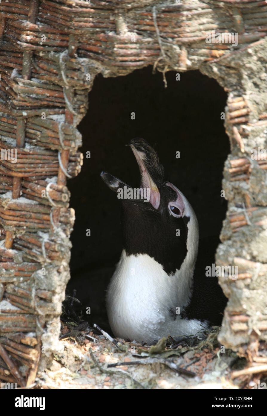 Breeding female penguin in a basket Stock Photo - Alamy