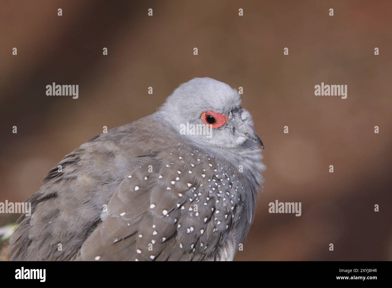 Diamond doves geopelia cuneata hi-res stock photography and images - Alamy