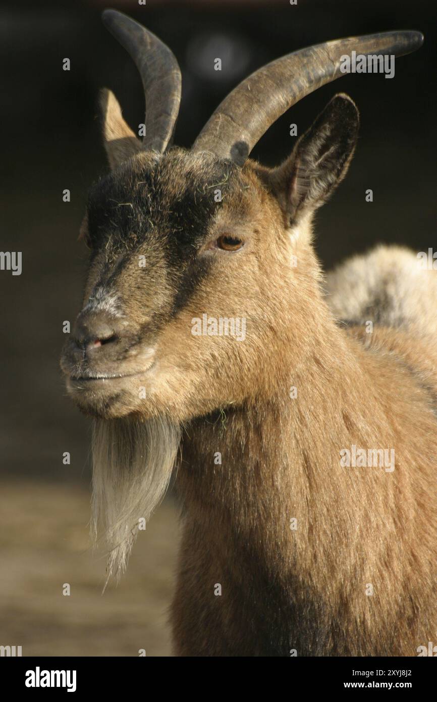 Portrait of a brown billy goat Stock Photo - Alamy