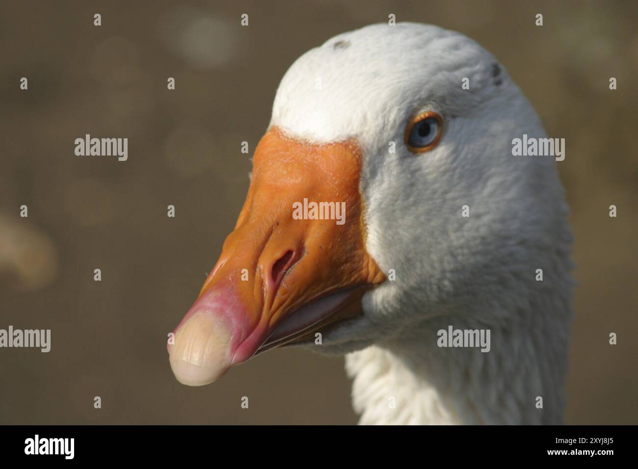 Portrait of a white goose Stock Photo - Alamy