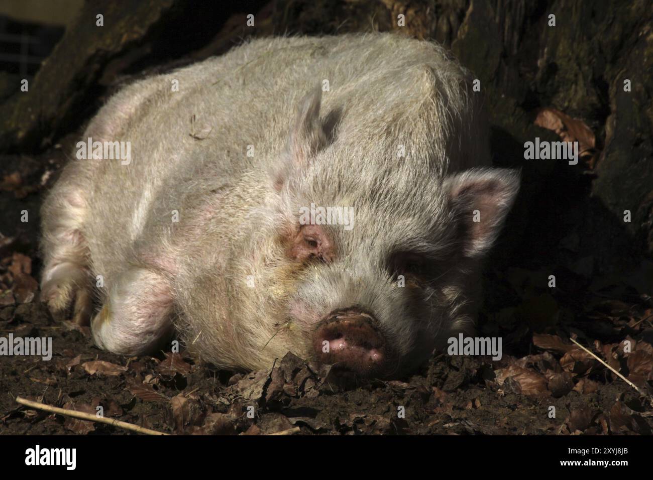 Animal sleeping loose hi-res stock photography and images - Alamy