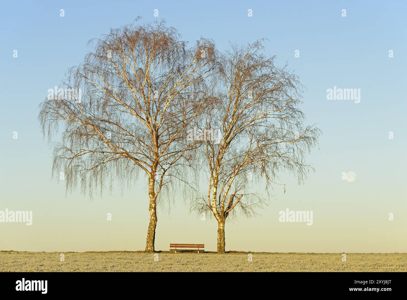 Winter landscape, two birch trees (Betula) in the light of the morning ...