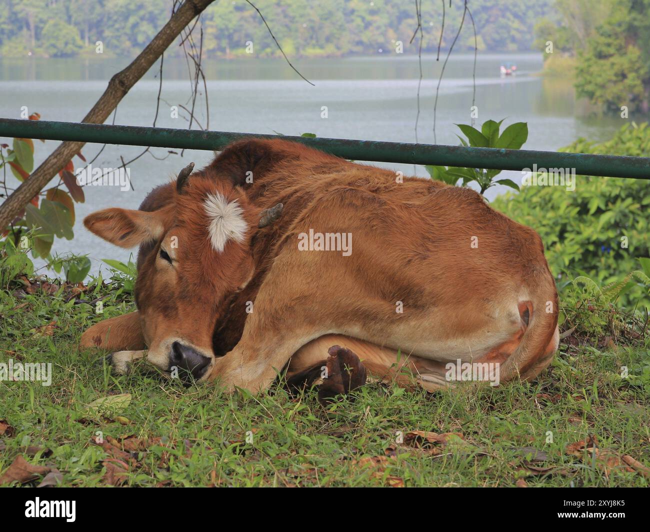 Cattles of nepal hi-res stock photography and images - Alamy